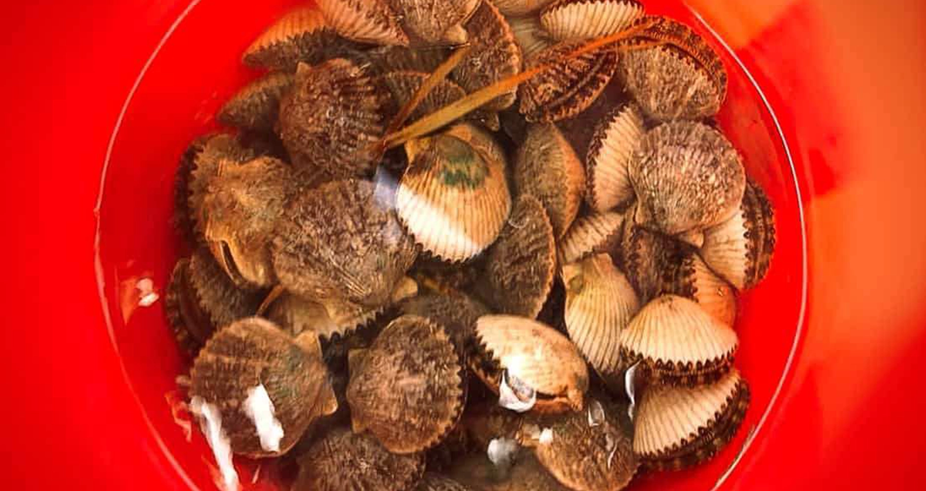 What You Need to Know for Florida Scallop Season