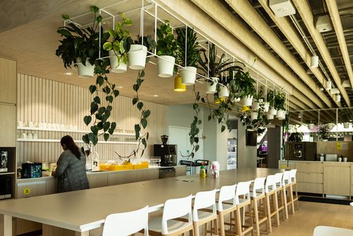 GreenAir Projects - Commercial Greenery Showcases in Auckland, NZ
