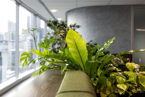 GreenAir Projects - Commercial Greenery Showcases in Auckland, NZ