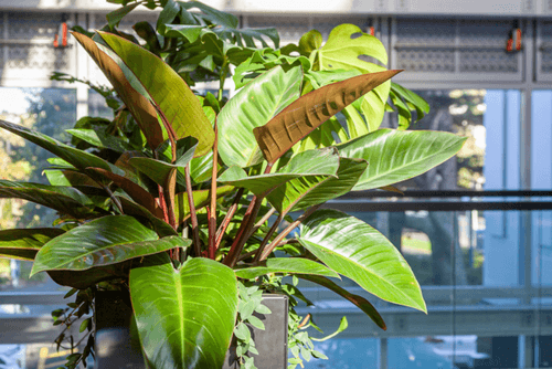 GreenAir Projects - Commercial Greenery Showcases in Auckland, NZ