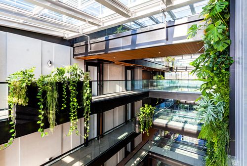 GreenAir Projects - Commercial Greenery Showcases in Auckland, NZ