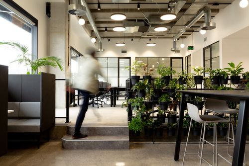 GreenAir Projects - Commercial Greenery Showcases in Auckland, NZ