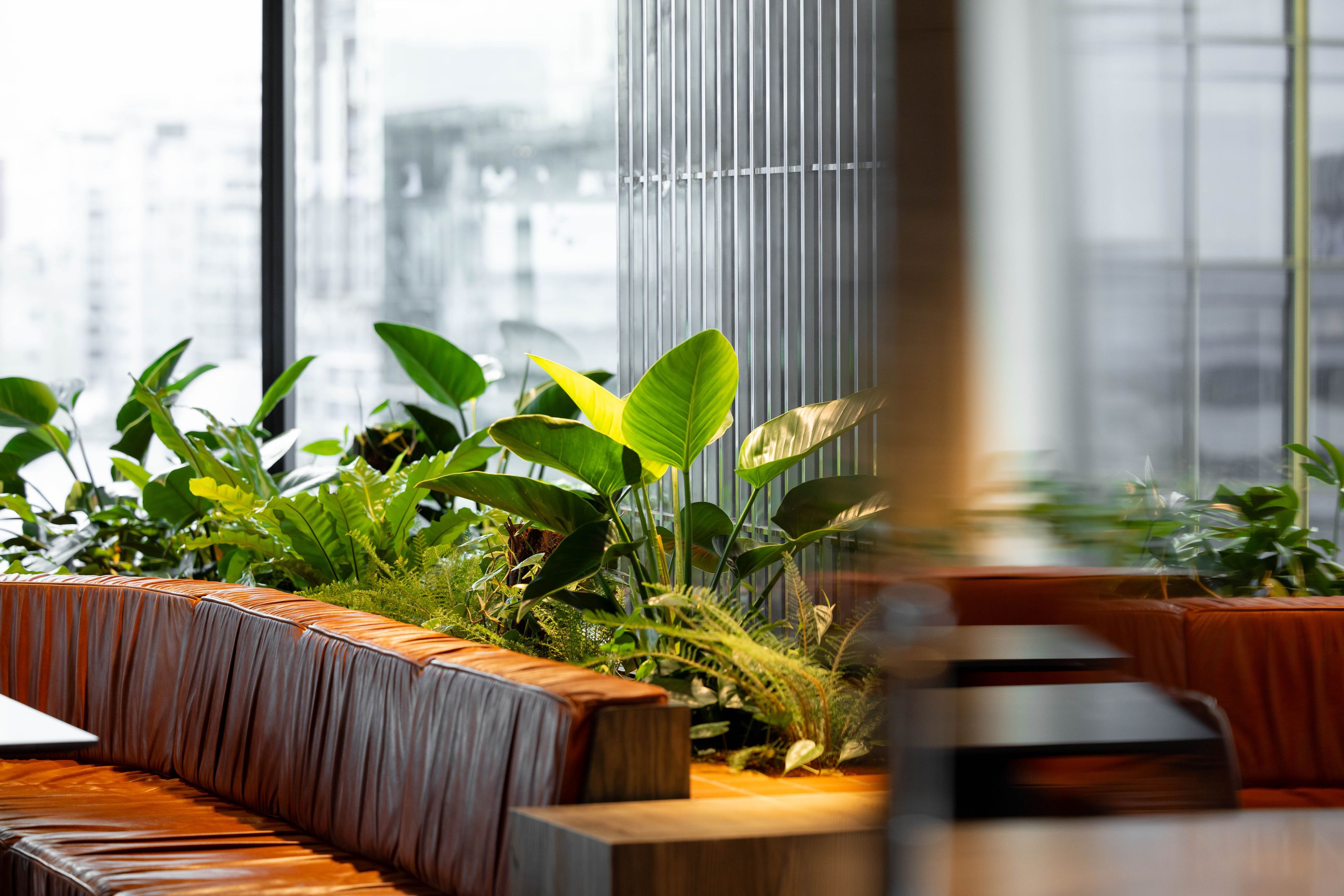 GreenAir Projects - Commercial Greenery Showcases in Auckland, NZ