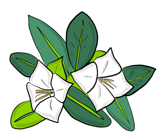 Hummingbird Storytelling