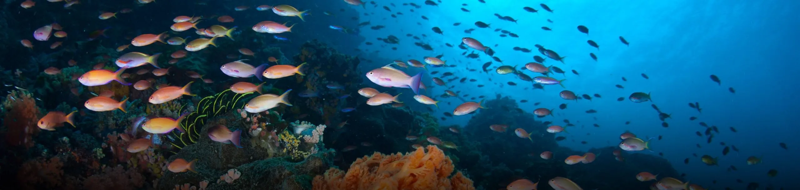 Marine Biology Program at Ave Maria, a Newman Guide Catholic University