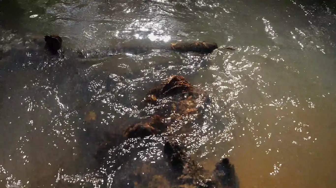 Wolf River Conservancy | Memphis, TN