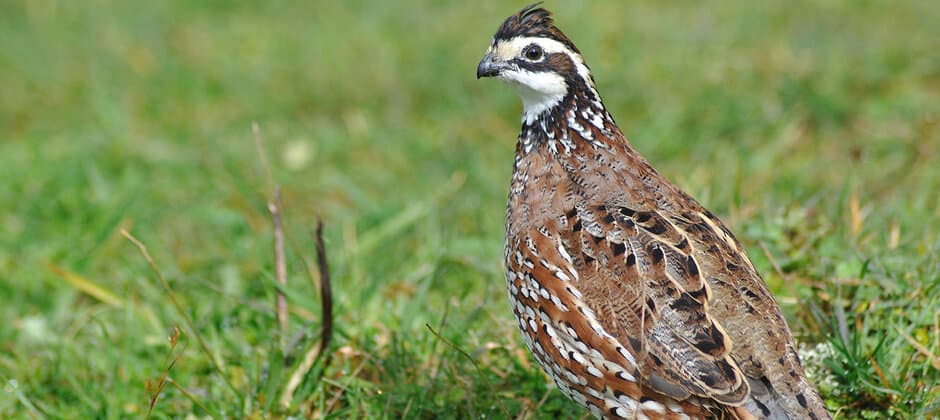 Natural Highlights: Northern Bobwhite | Wolf River Conservancy
