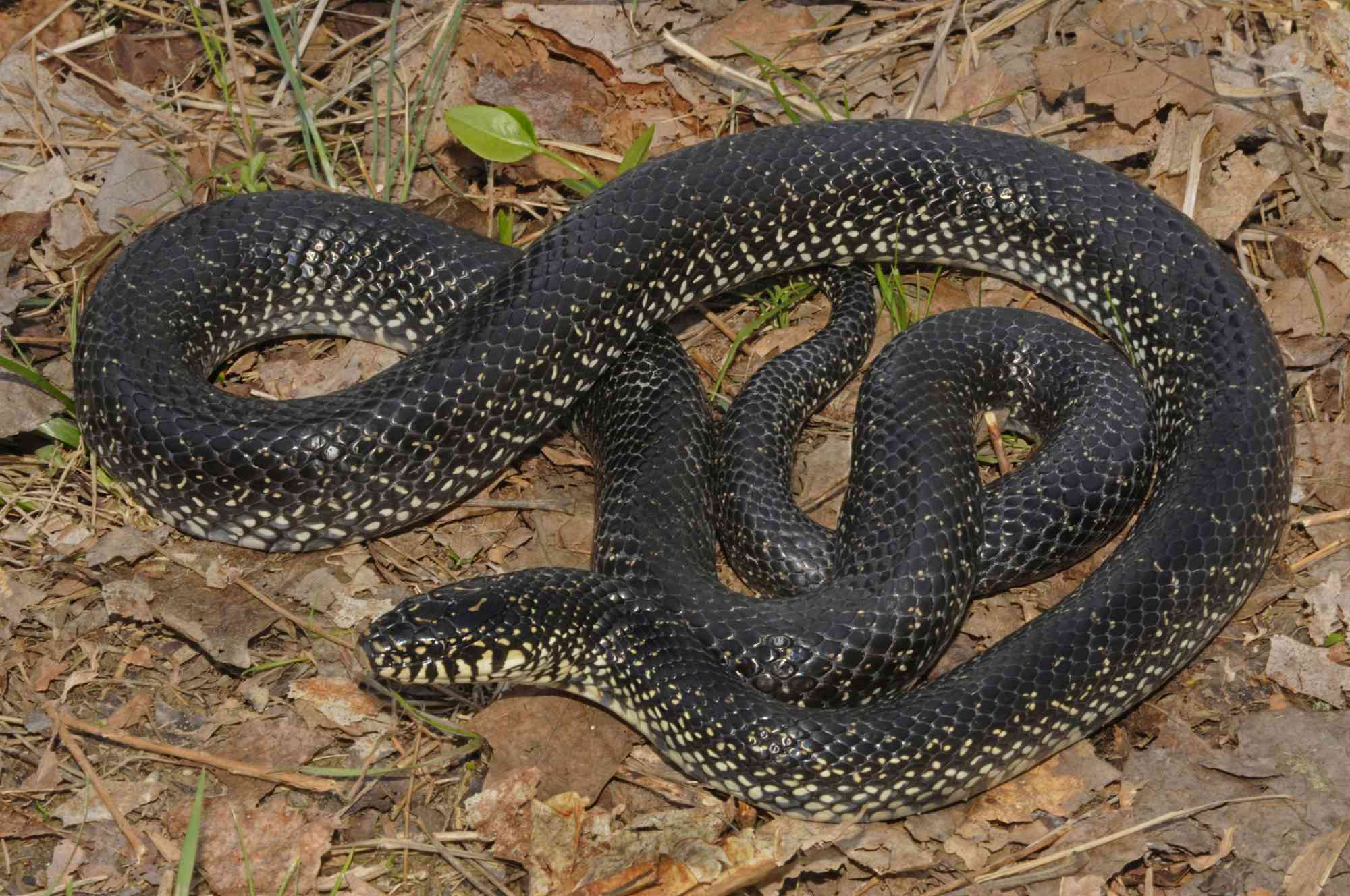 Natural Highlights: Common Kingsnake | Wolf River Conservancy