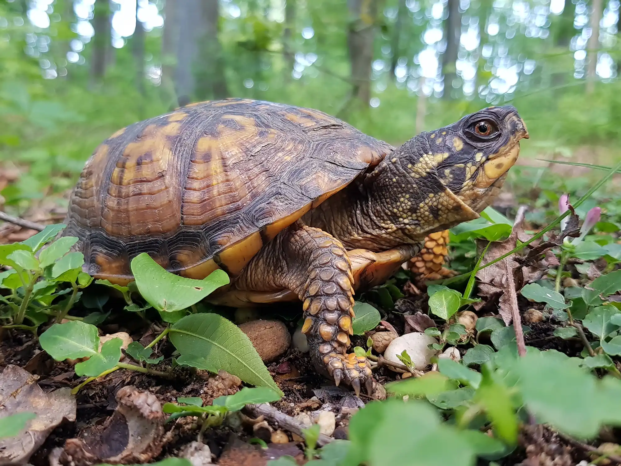 The Wolf River | Wolf River Conservancy