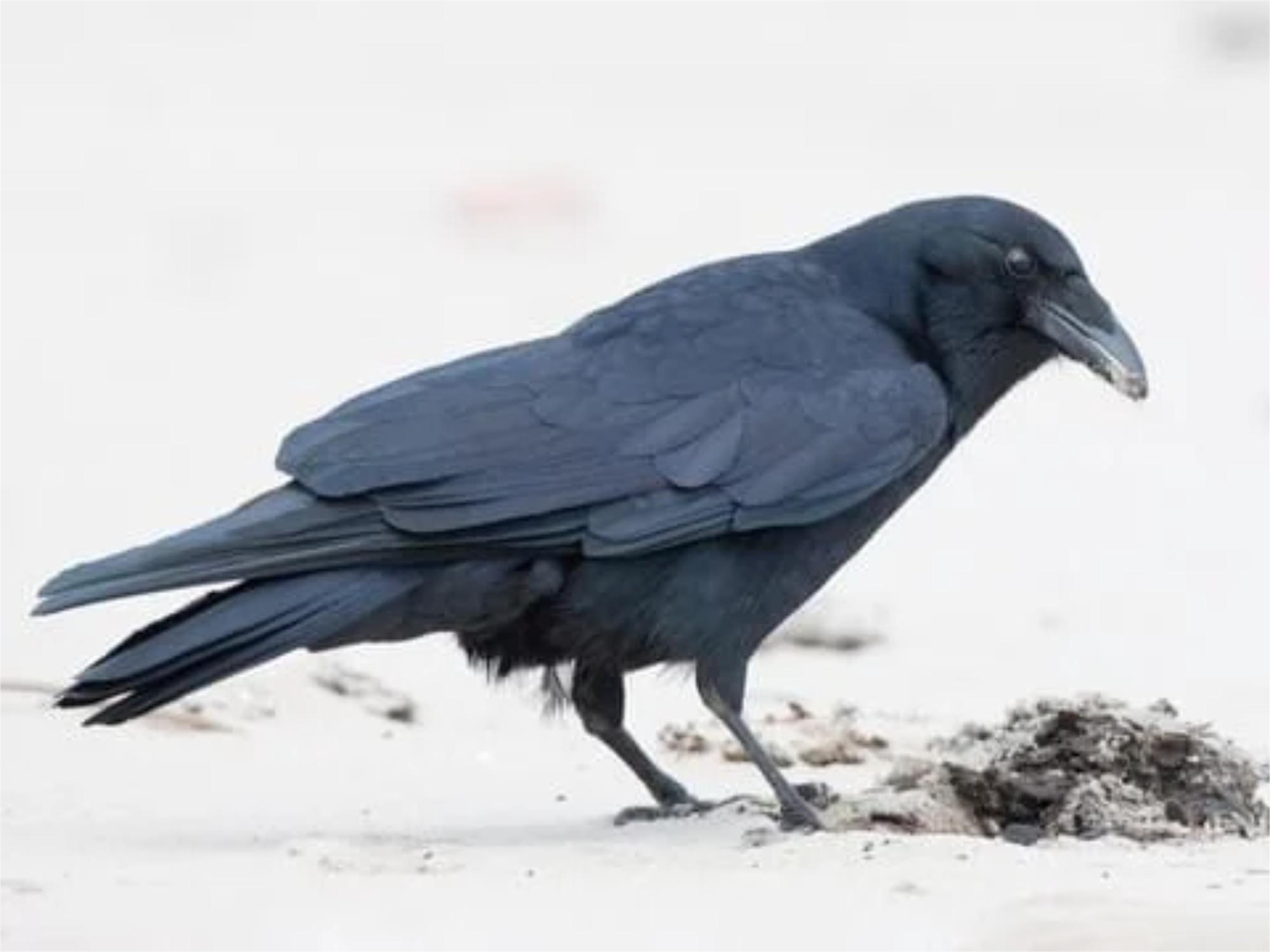 Natural Highlights: Fish Crow | Wolf River Conservancy