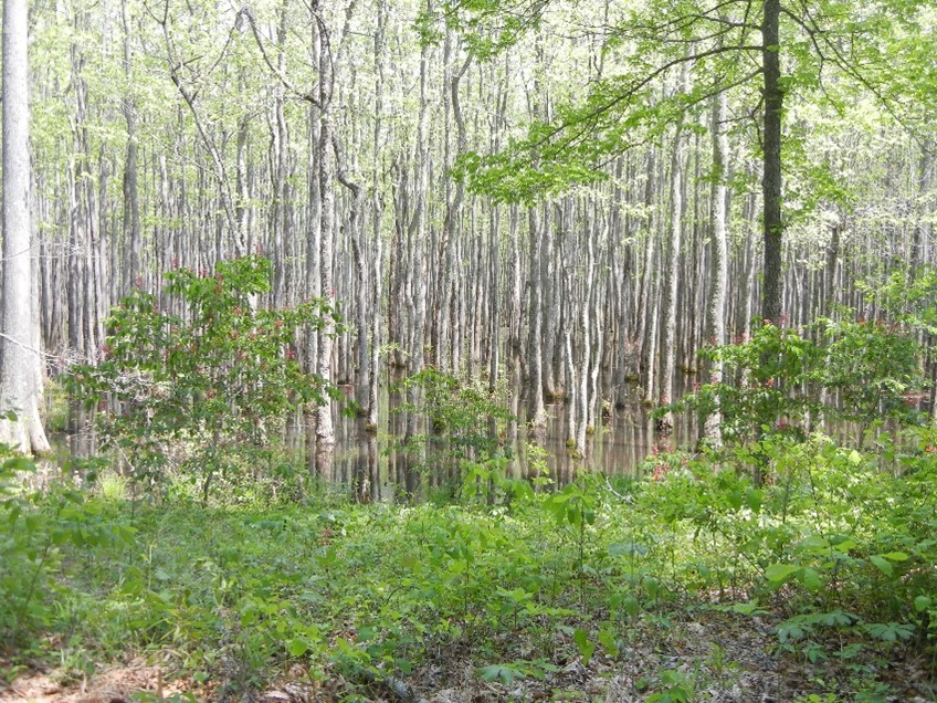 Boardwalk to Boardwalk Hike | Wolf River Conservancy