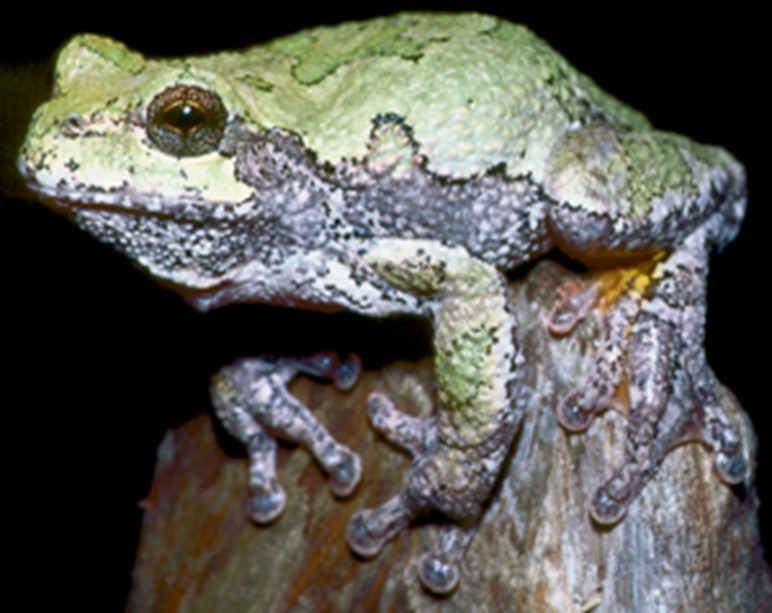 Frog Chorus Walk | Wolf River Conservancy