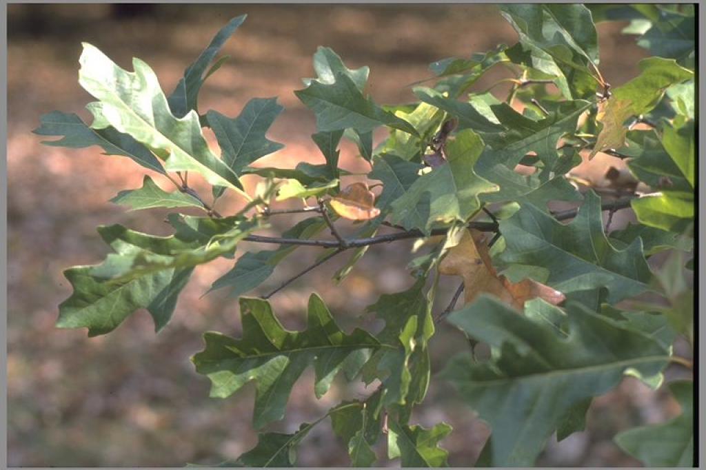Natural Highlights: Overcup Oak | Wolf River Conservancy