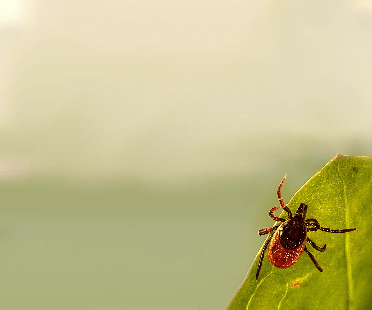 Fleas & Ticks Information - Eco-Friendly Pest Control