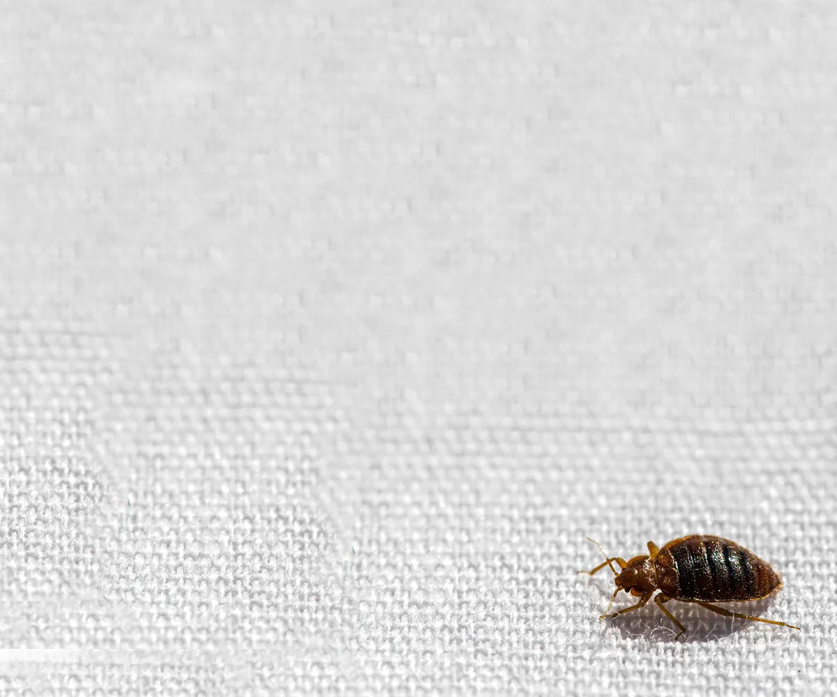 Bed Bugs Information - Eco-Friendly Pest Control