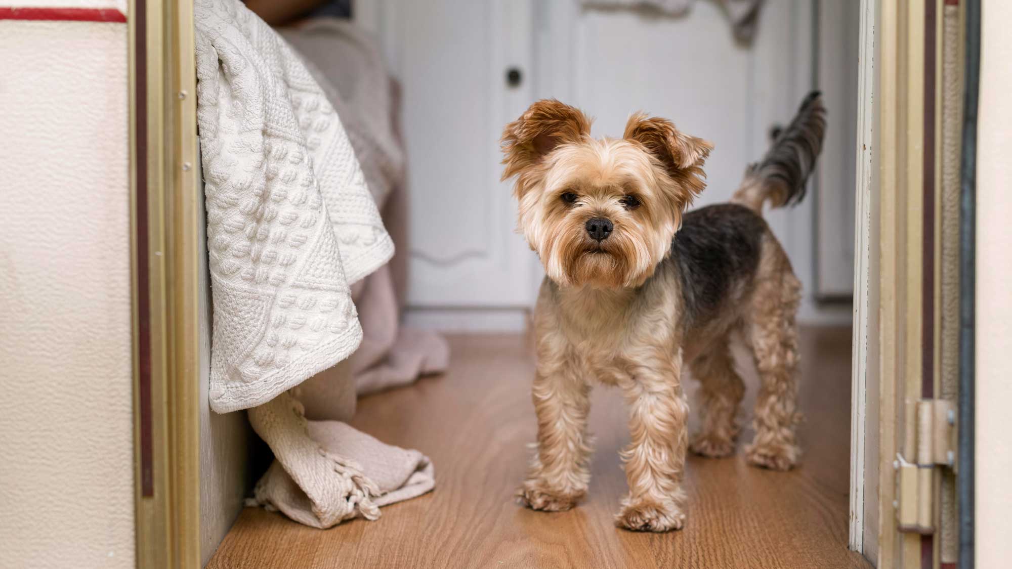 Are Mothballs Fumes Dangerous To Dogs And Cats?