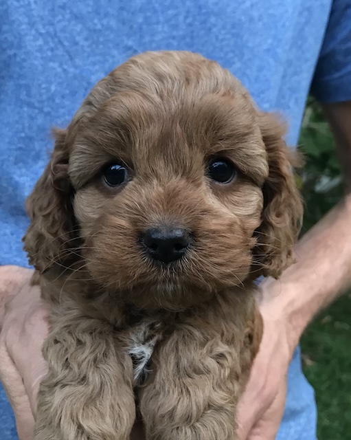 Cape Cavoodles WA - Breeders of Cavoodles and Cavaliers
