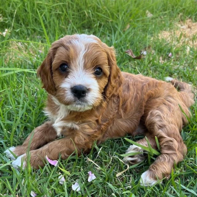 Cape Cavoodles WA - Breeders of Cavoodles and Cavaliers
