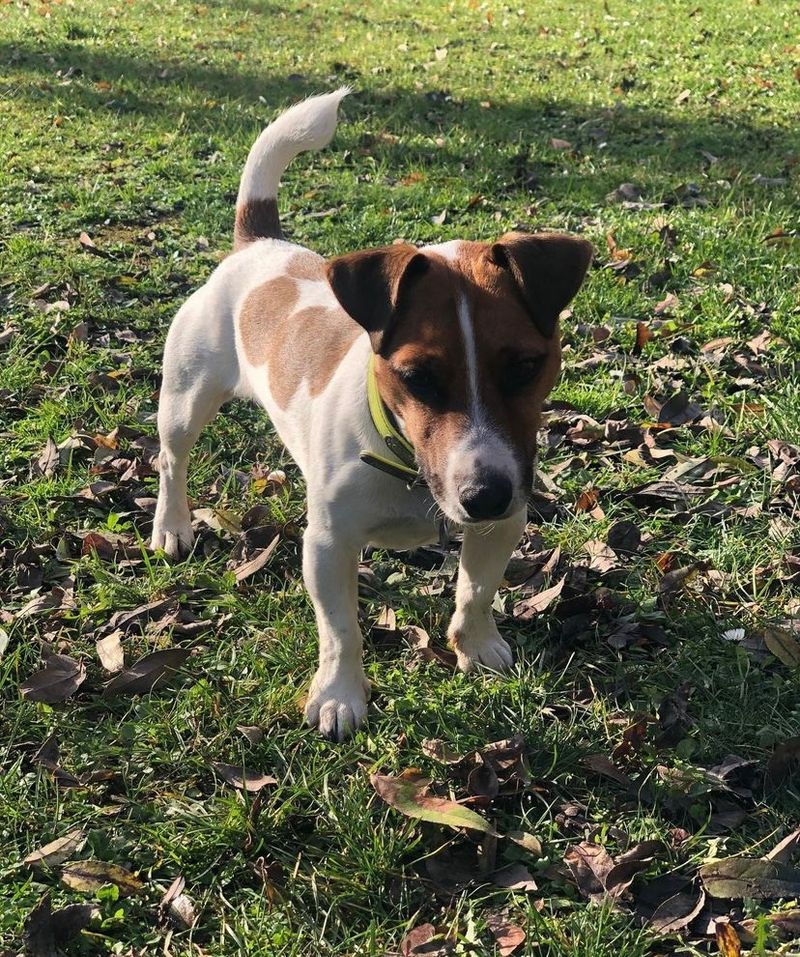 Alpha Dogs House : pension, promenades, concept store