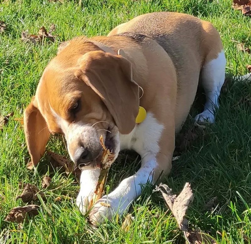 Alpha Dogs House : pension, promenades, concept store