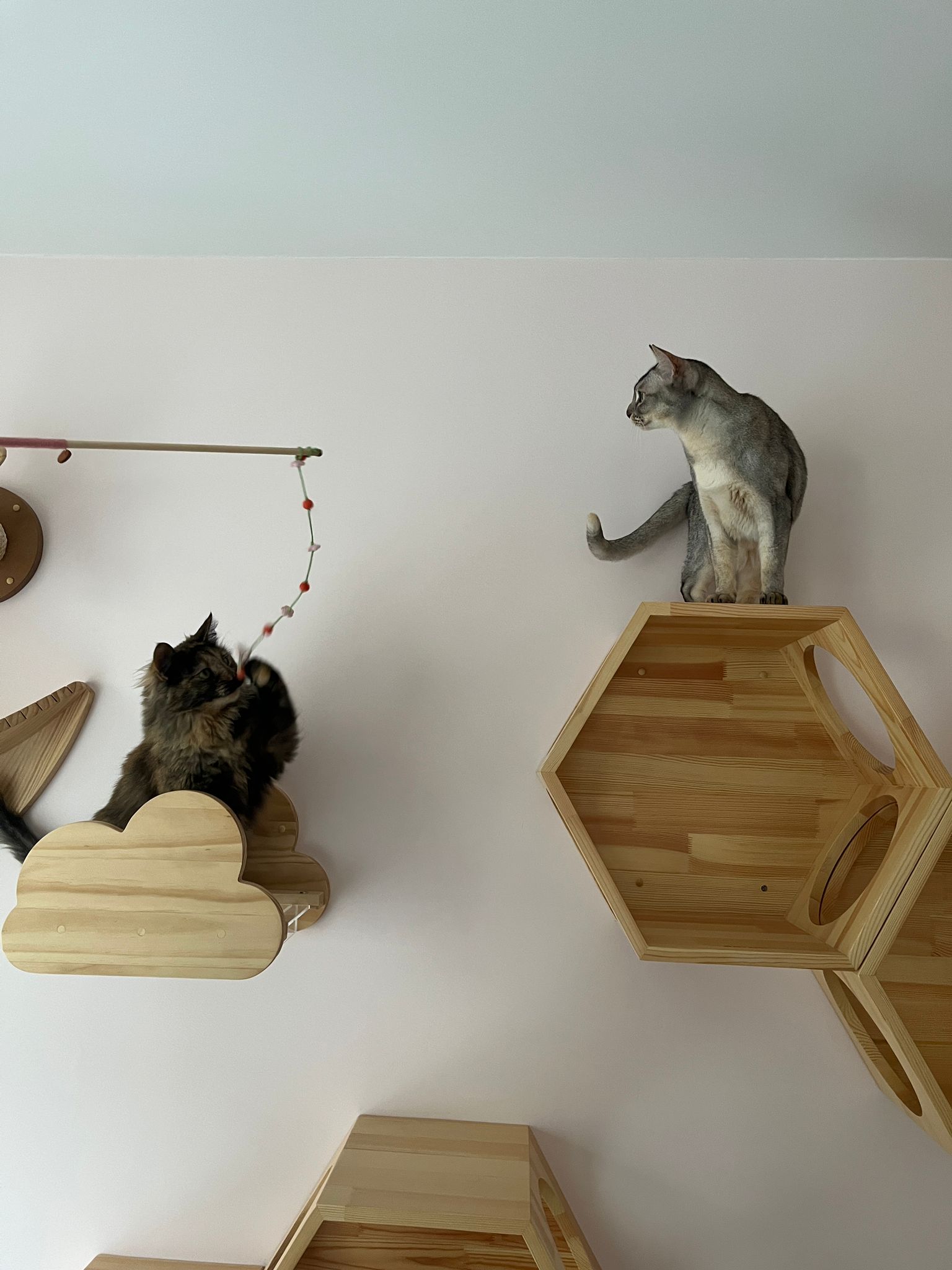 Alpha Dog's House