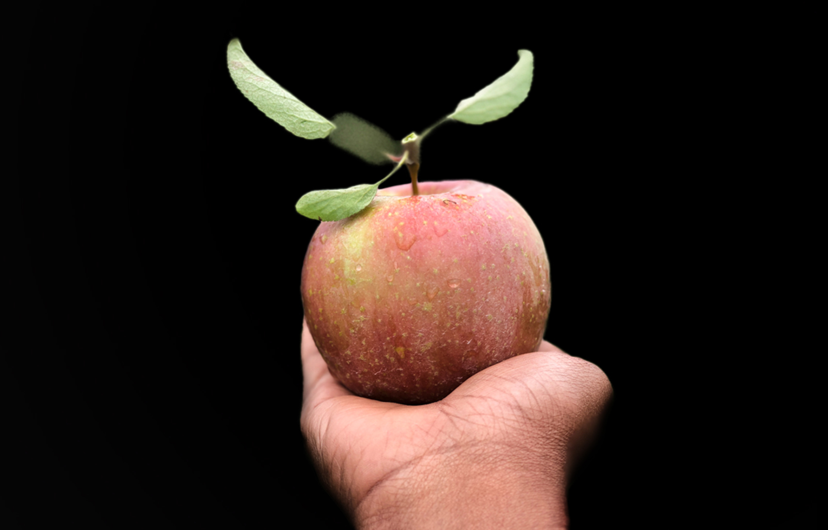 The Genealogy of Jesus - Article