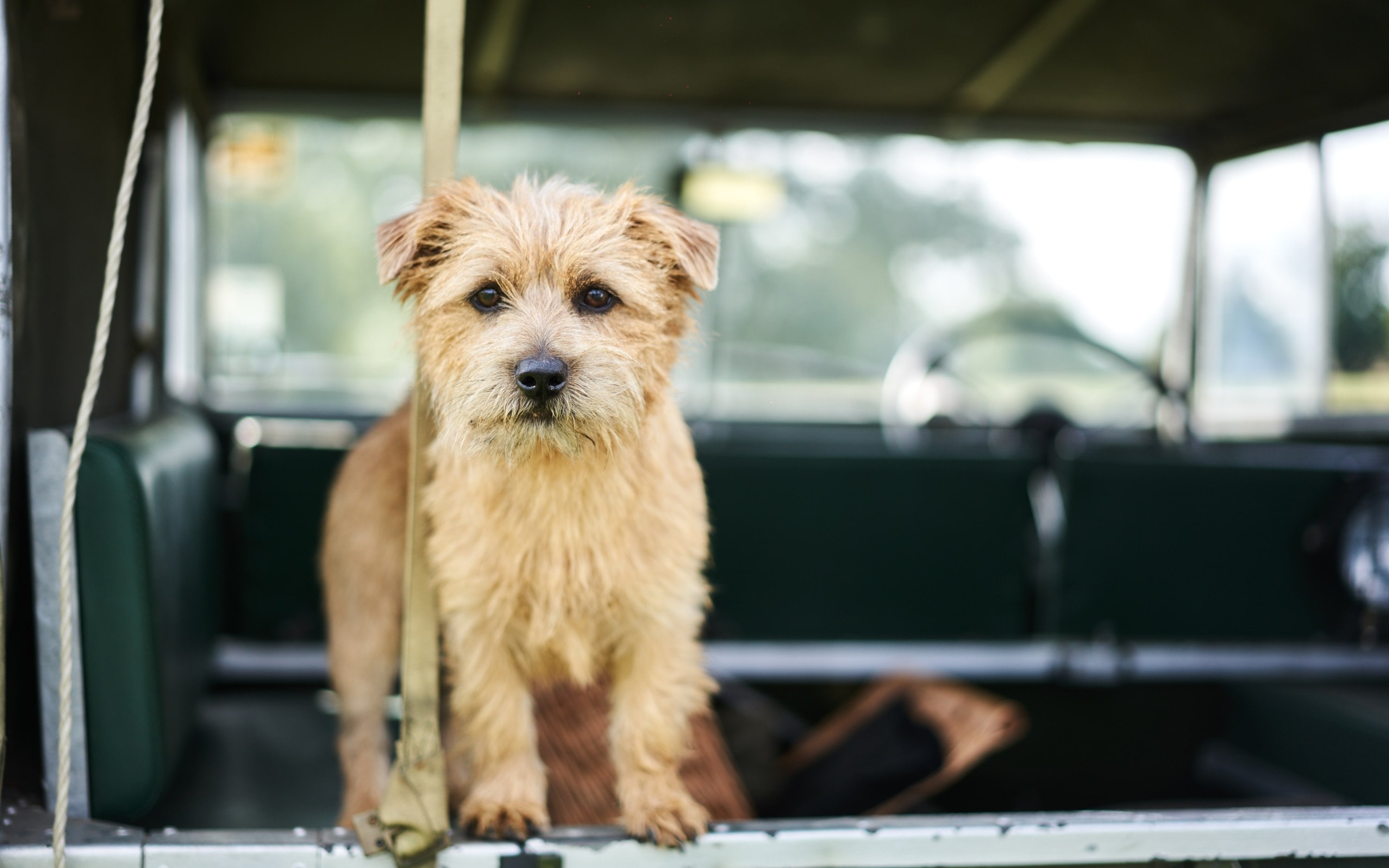 Rover 1099 Taxes: How To Avoid Penalties & Save Money