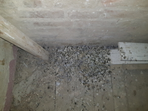 Bird guano, is it hazardous? Absolutely all you need to know! | Summit ...