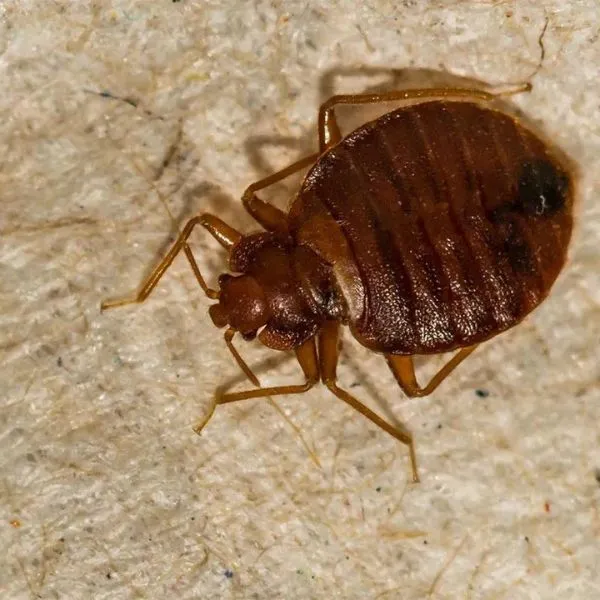 Bed Bug Extermination Specialists in Arizona and Tennessee | EcoForce ...