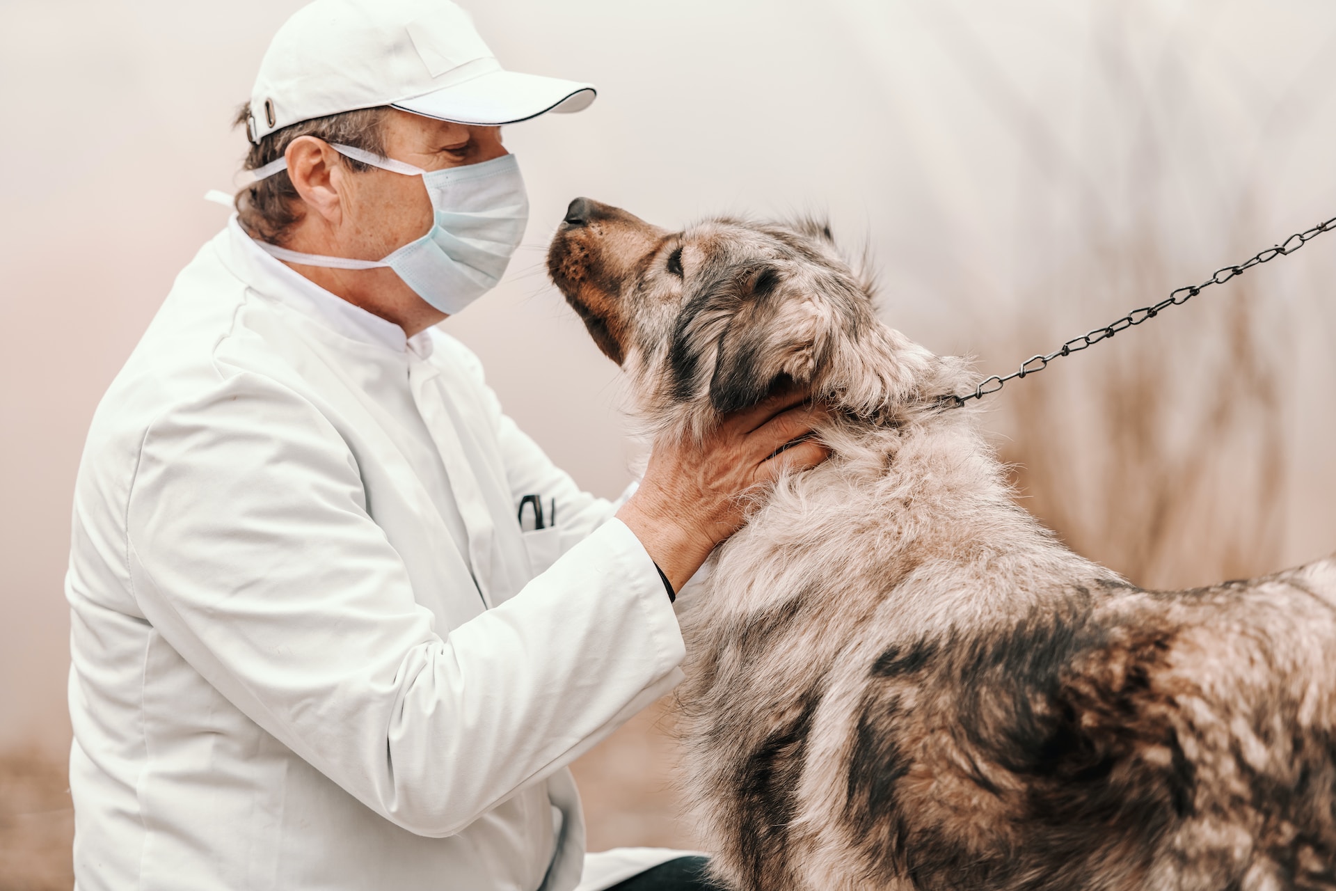 Best Veterinary Website Design Ideas & Examples For 2023