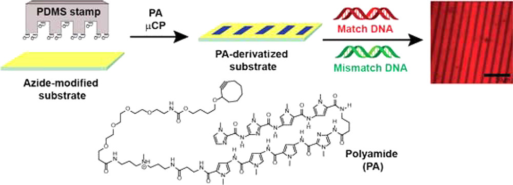 39 Sequence Selective Detection Of Double Stranded Dna Sequences Using
