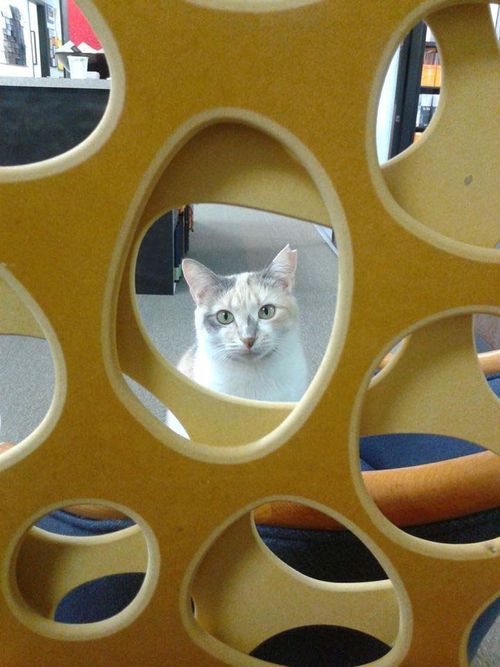 Screens Collection from Interlam