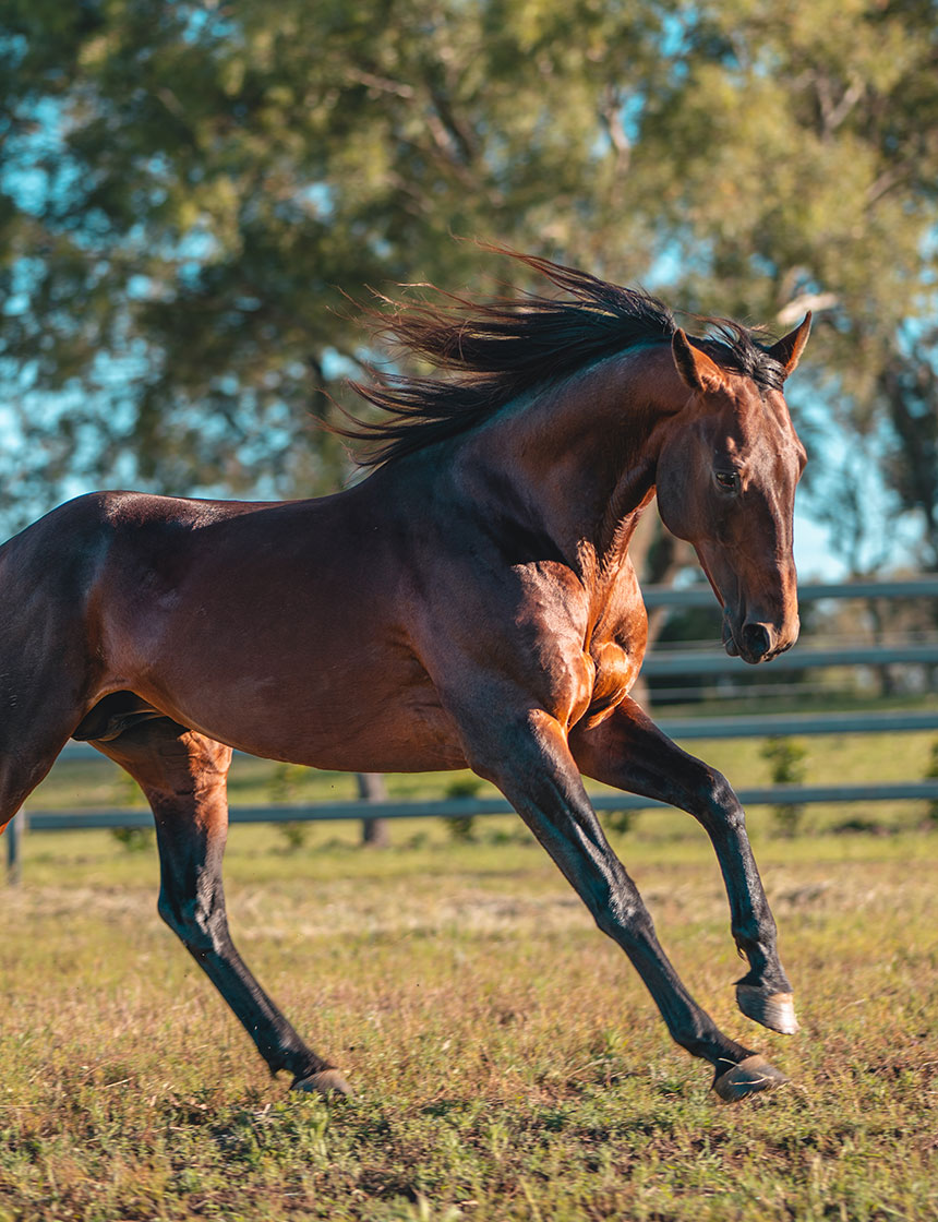 Horse Breeding in Queensland | Egmont Park Stud