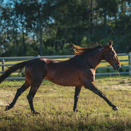 Colt Thirty One | Egmont Park Stud
