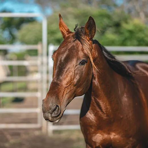 Colt Thirty One | Egmont Park Stud