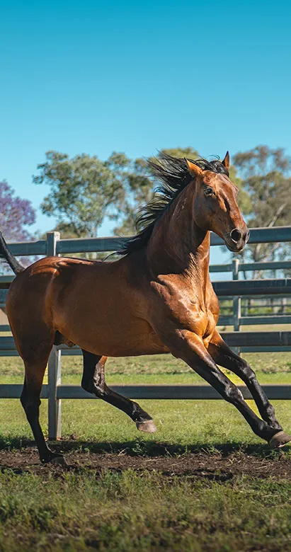 Horse Breeding in Queensland | Egmont Park Stud