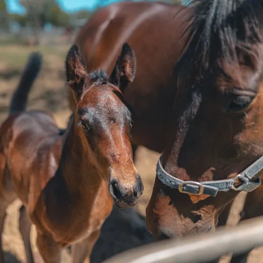 Take a Peek at Queensland's Horse Breeding Farm
