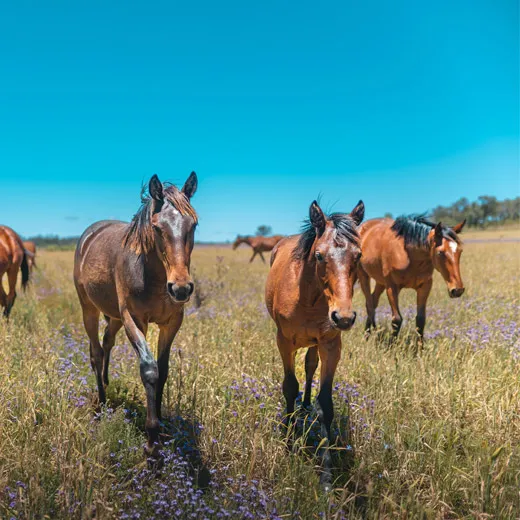 Take a Peek at Queensland's Horse Breeding Farm