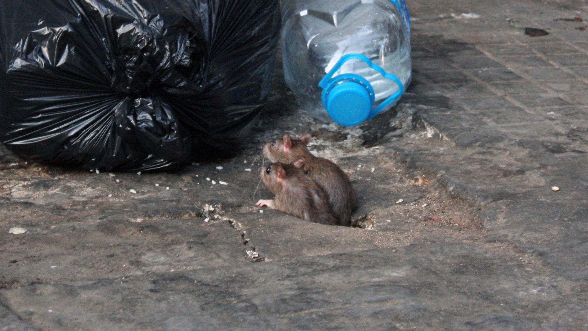 New Report Reveals California Cities Struggling with Massive Rat ...