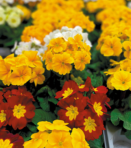 Faurecia.blog | MDŽ aneb 350 petrklíčů