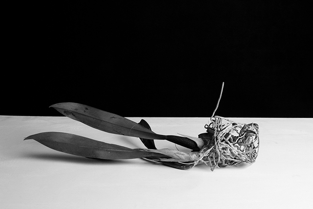 Artists | Sophy Rickett