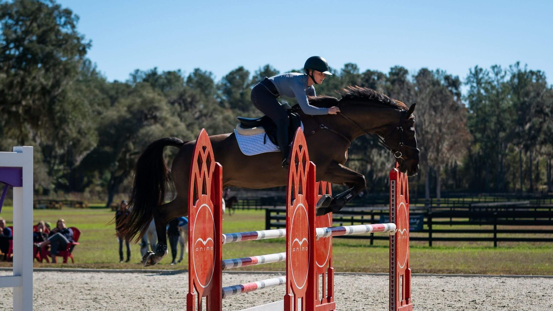 6 Tips for Training Horses that Rush Jumps | Ride IQ