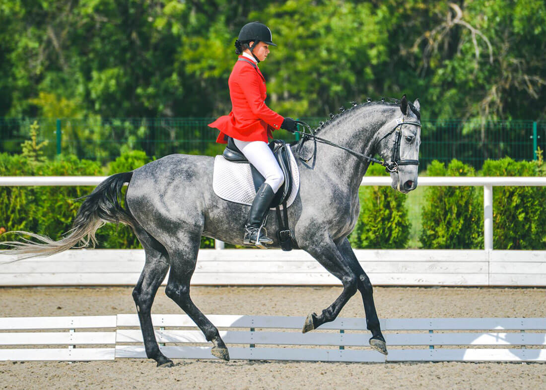 Master the 2022 USEF Training 3-Day Test with Tips from Dressage Judge ...