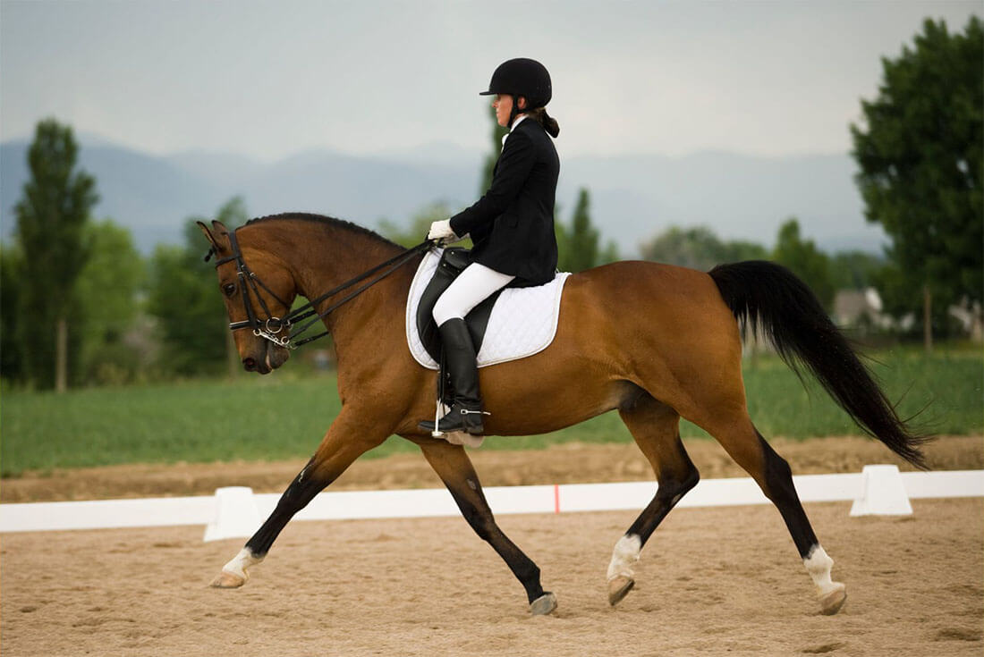 Master the 2022 USEF Advanced Test A with Tips from Dressage Judge ...