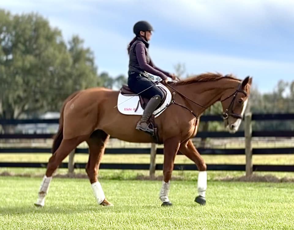 Master the 2022 USEF Training Test A with Tips from Dressage Judge ...