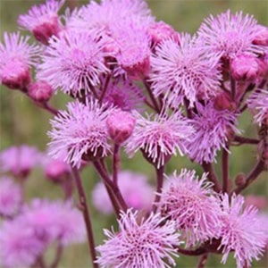 Chartwell Conservancy Invasive species