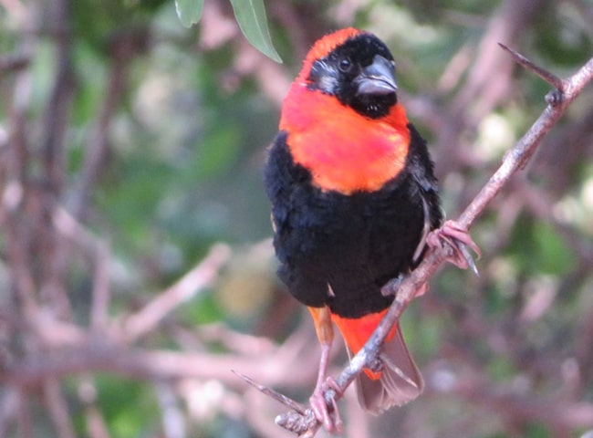 Welcome to Chartwell Conservancy