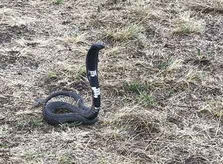 Welcome to Chartwell Conservancy