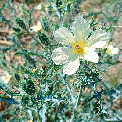 Chartwell Conservancy Invasive species