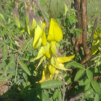 Chartwell Conservancy Invasive species
